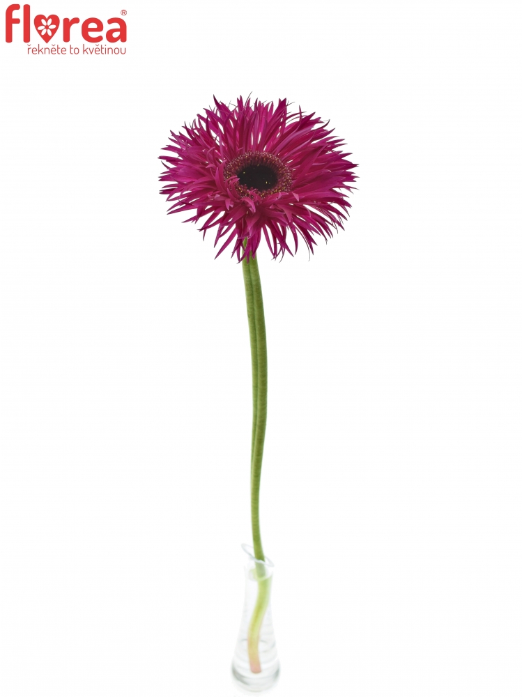 Gerbera GR GERSPIDER FANTASIA 10cm