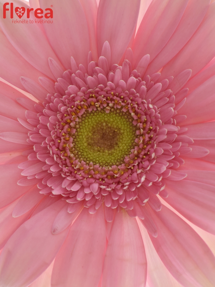 Gerbera GR MELROSE 10cm