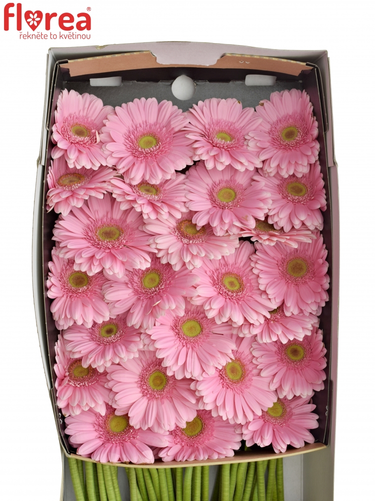 Gerbera GR MELROSE 10cm