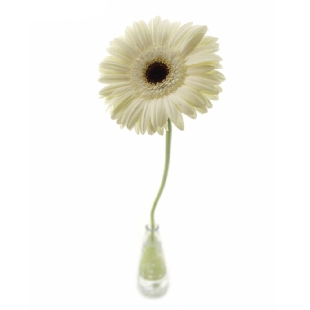 Gerbera GR OWEN+ 10 cm