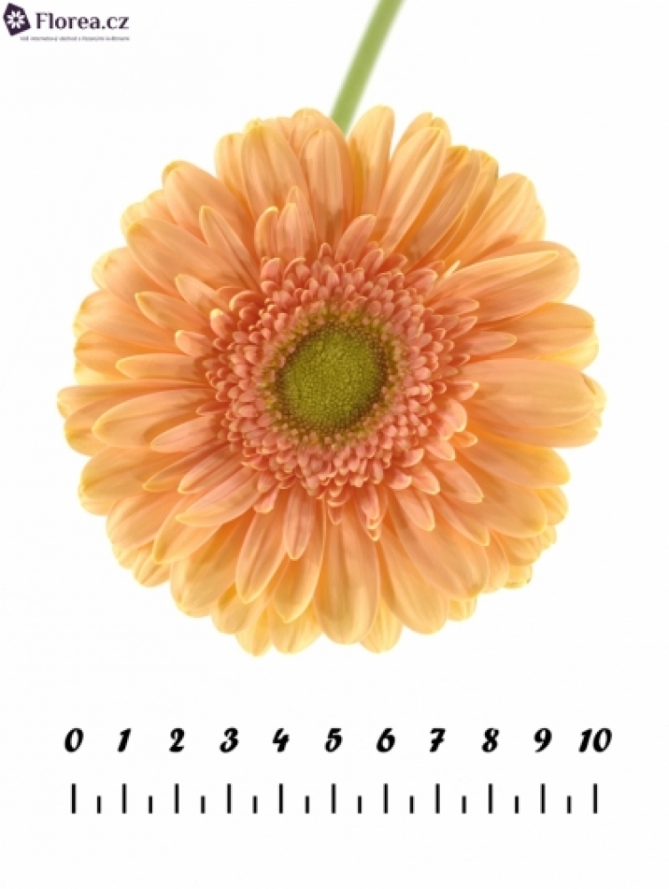 Gerbera GR PRE-EXTASE 10cm