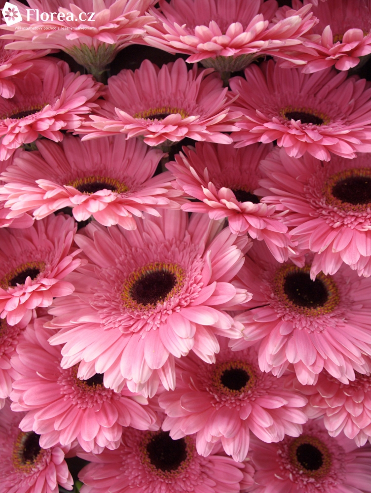 Gerbera GR PRE-INTENZZ 10cm