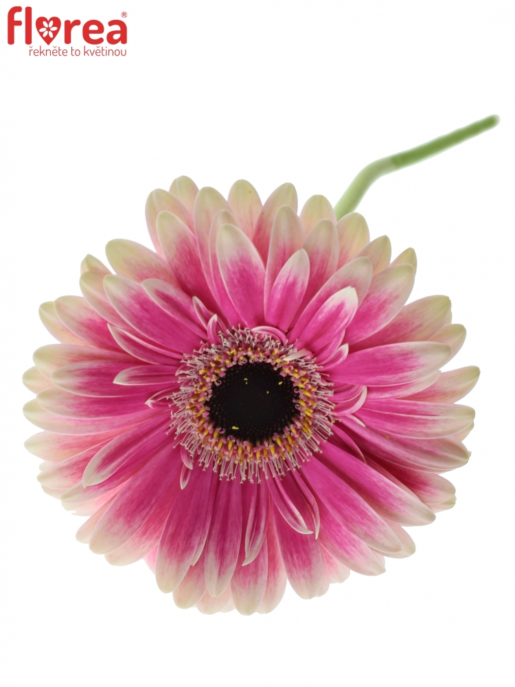 Gerbera GR PRELUDE 10cm