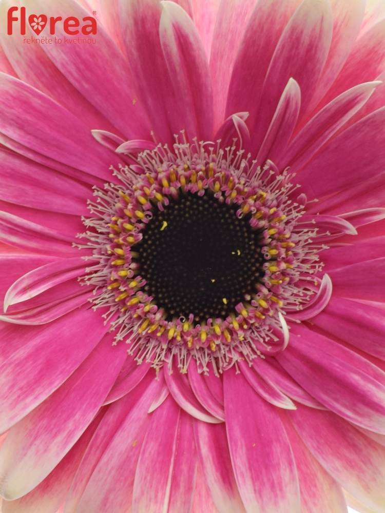 Gerbera GR PRELUDE 10cm