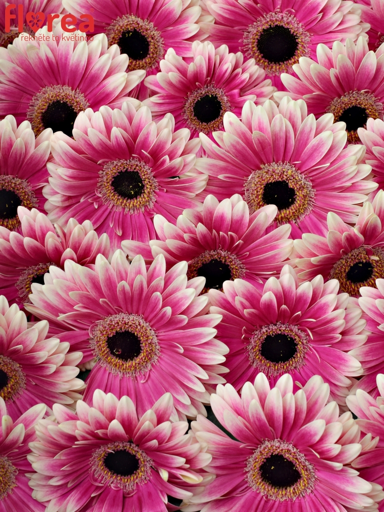 Gerbera GR PRELUDE 10cm