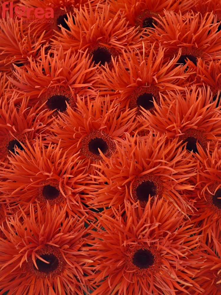 Gerbera GR GERSPIDER PREMIERE 10cm (WATER)