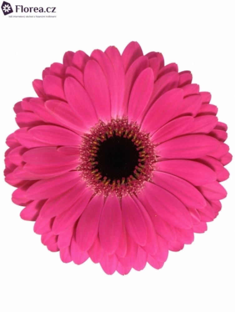 Gerbera GR RICH 10cm