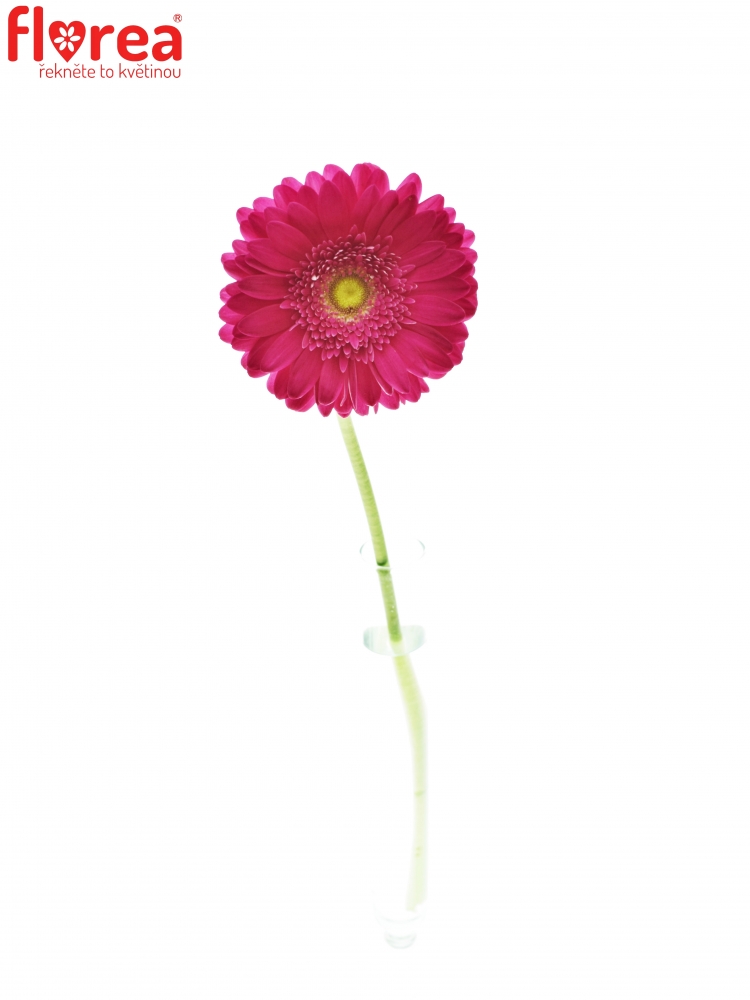 Gerbera GR RILEY 10cm