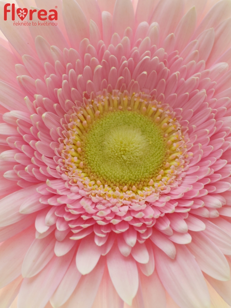 Gerbera GR ROMELLA 10cm