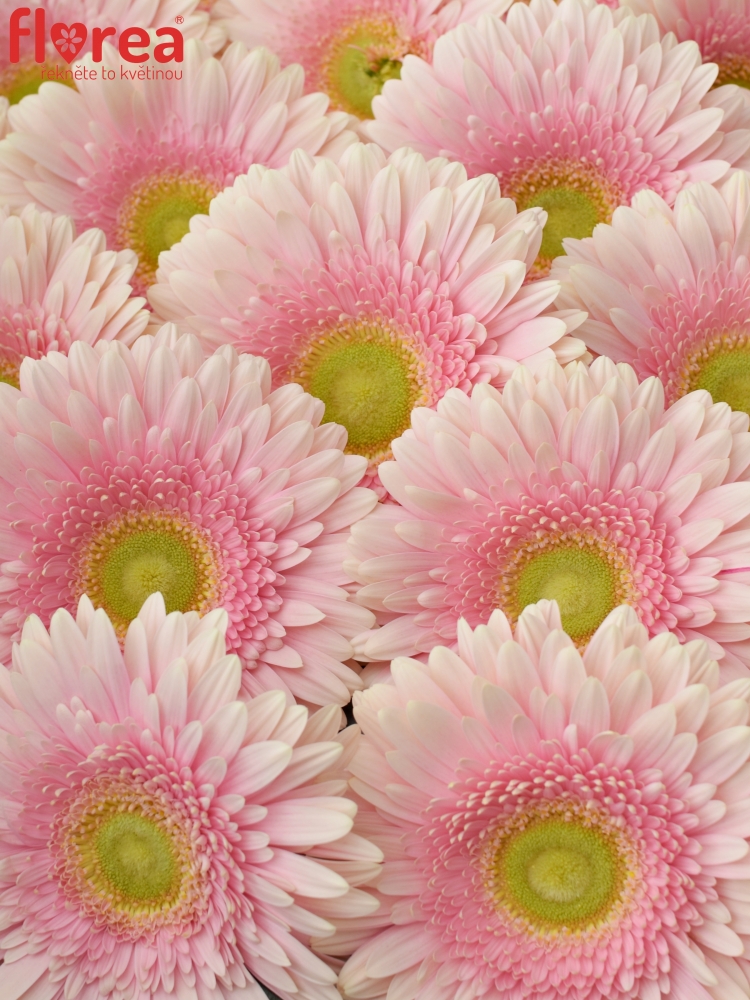 Gerbera GR ROMELLA 10cm