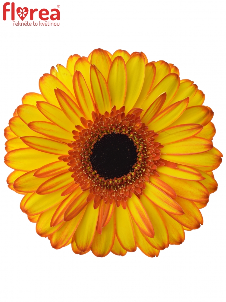 Gerbera GR SPOTLIGHT 10cm