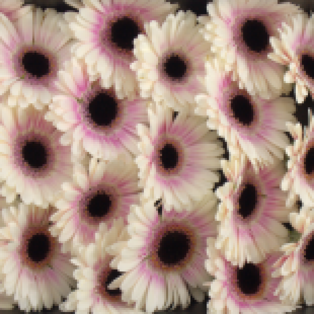 Gerbera mini ABBY LOU (WATER)