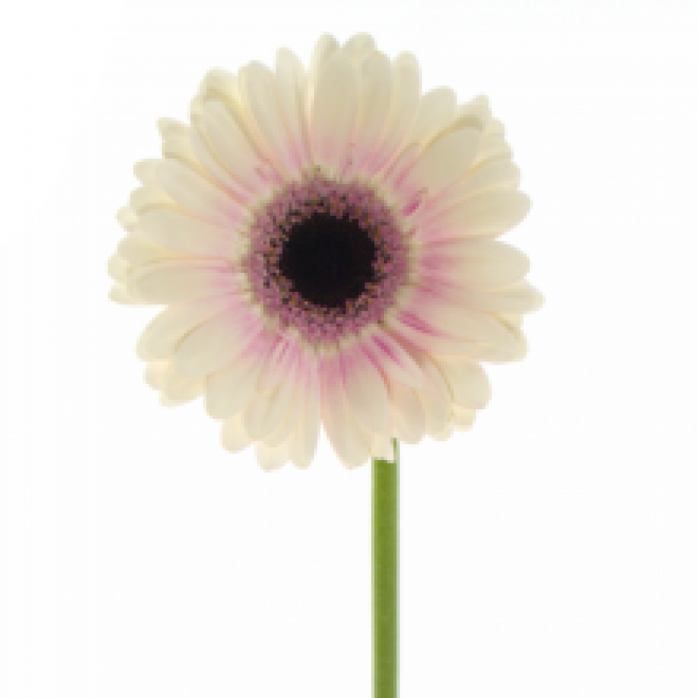 Gerbera mini ABBY LOU (WATER)