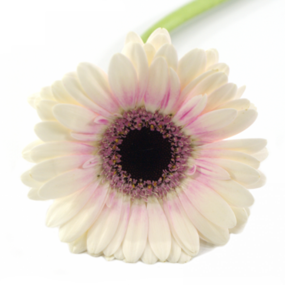 Gerbera mini ABBY LOU (WATER)
