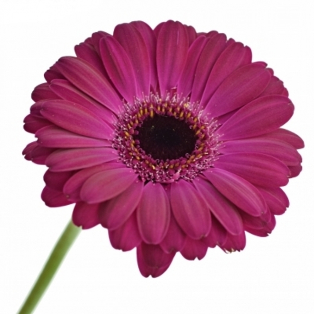 Gerbera mini ALIVE (WATER)