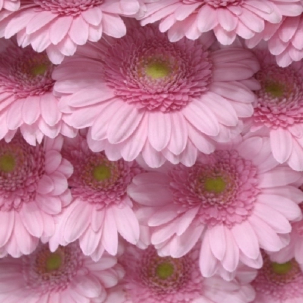 Gerbera mini ANDRINA+ (WATER)