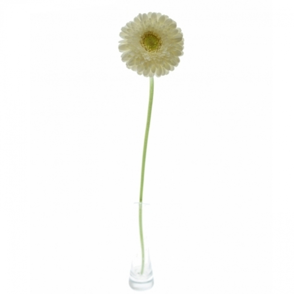 Gerbera mini BOLVORMIG GERPONI BLANCO (WATER)