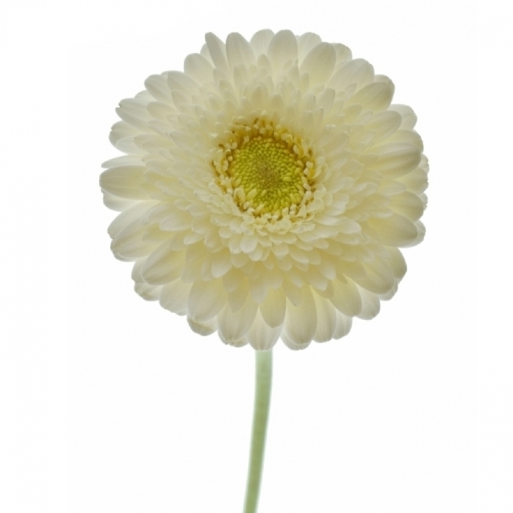 Gerbera mini BOLVORMIG GERPONI BLANCO (WATER)
