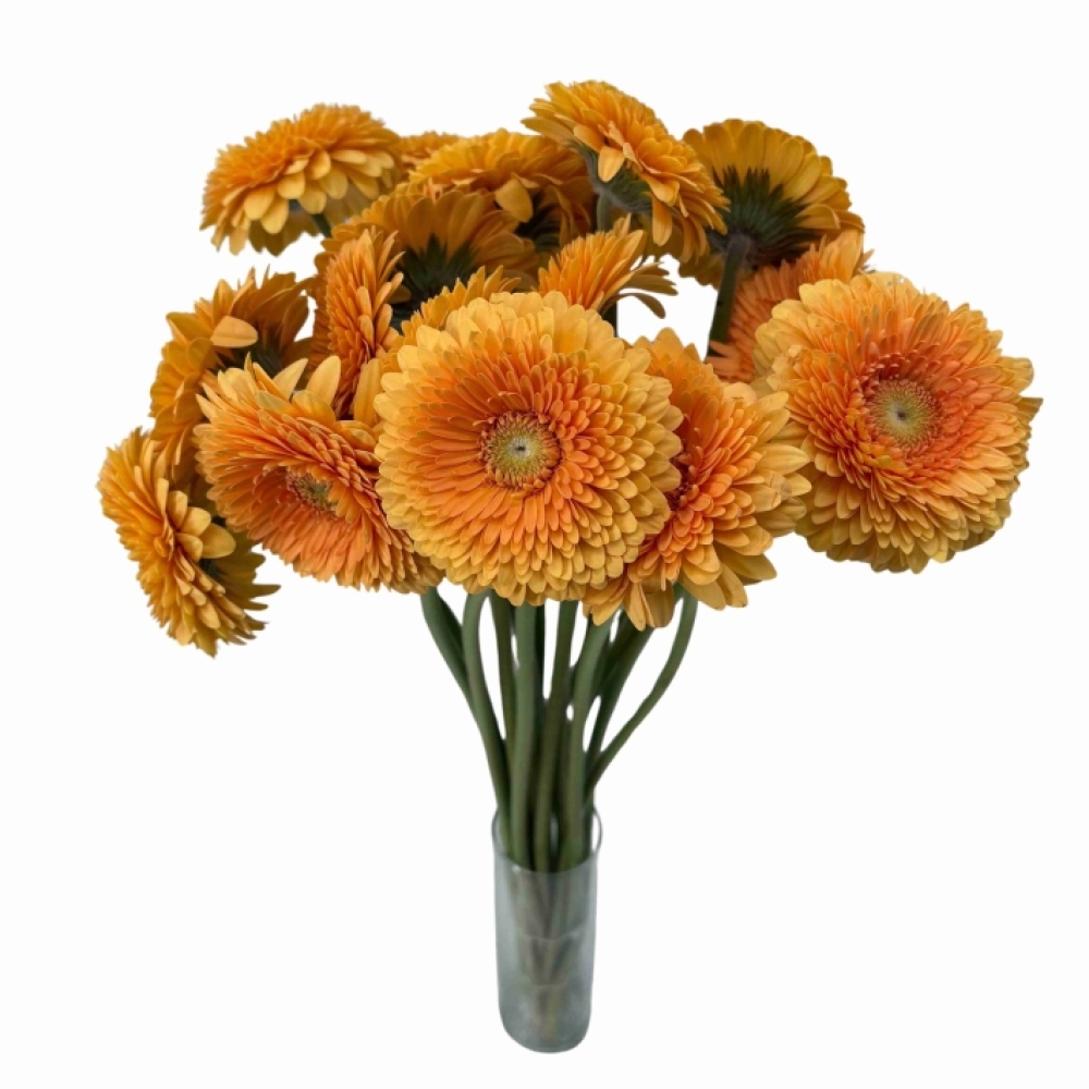 Gerbera mini BOLVORMIG POMPONI BUNNY (WATER)