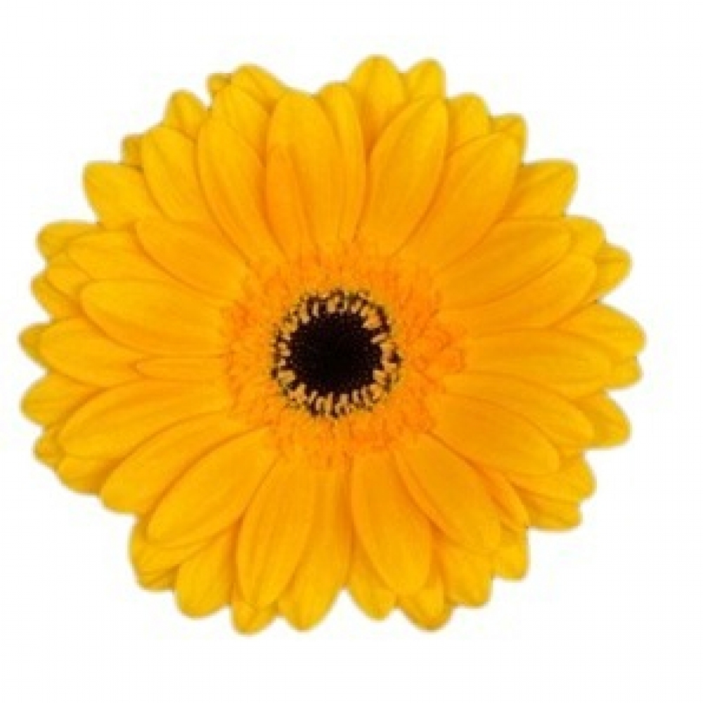 Gerbera mini BONDI BEACH (WATER)