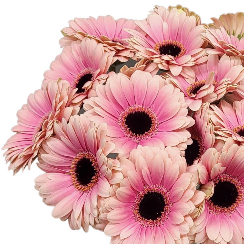 Gerbera mini ESMEE (WATER)