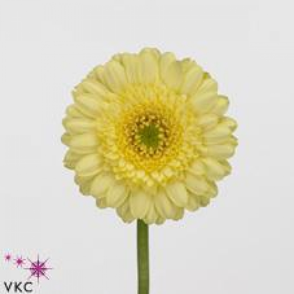 Gerbera mini GALLERY