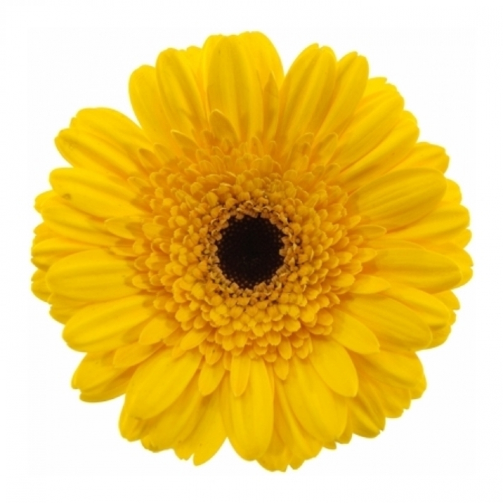 Gerbera mini JUMBO (WATER)
