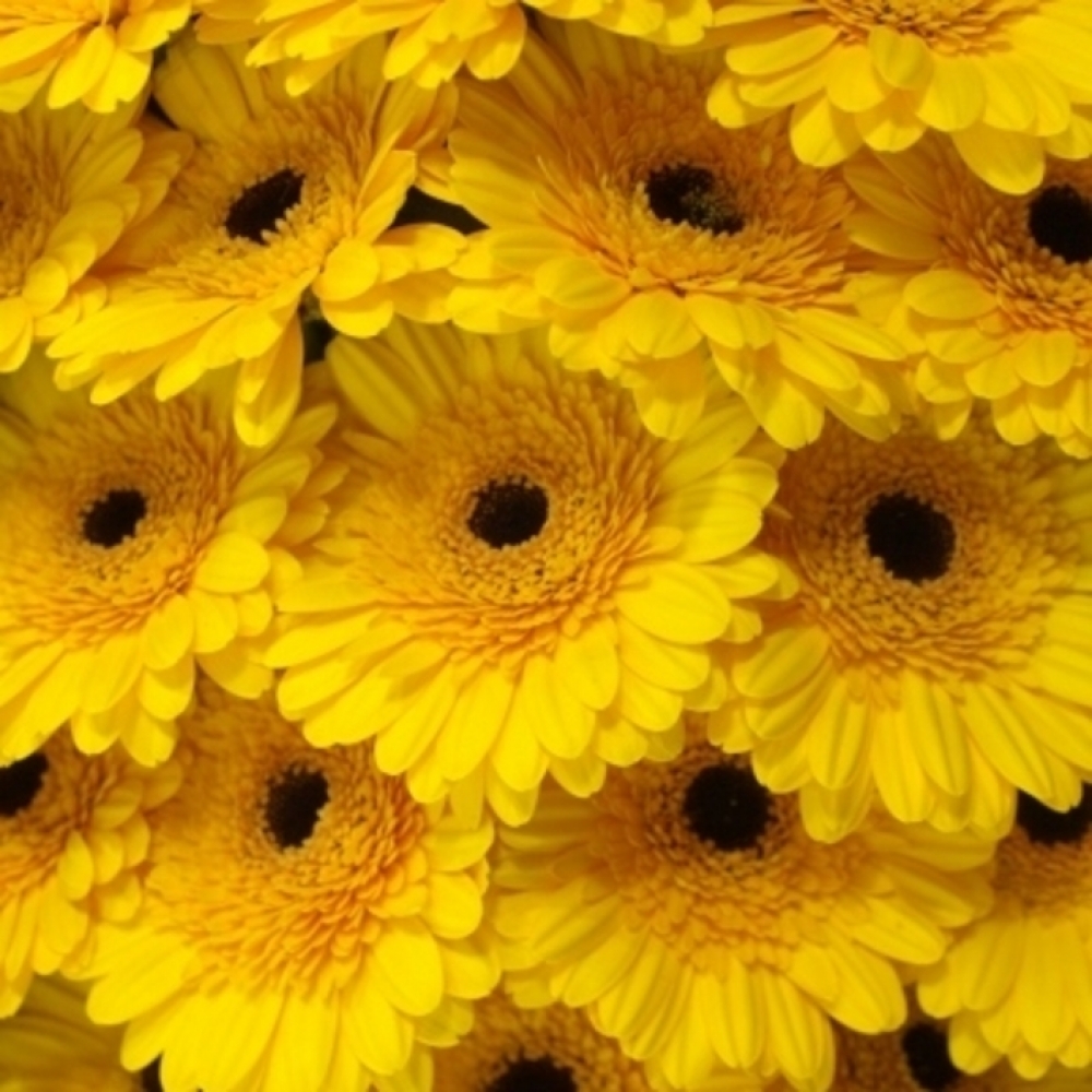 Gerbera mini JUMBO (WATER)