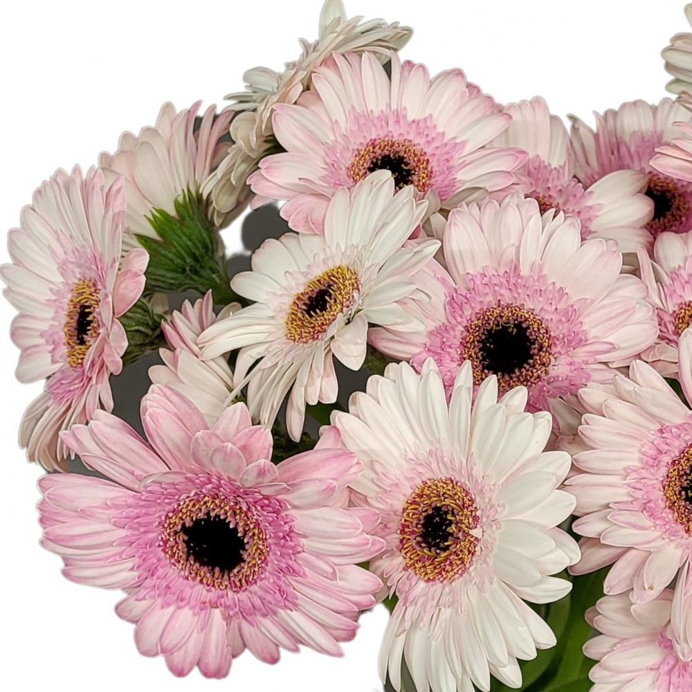 Gerbera mini MALDINI (WATER)