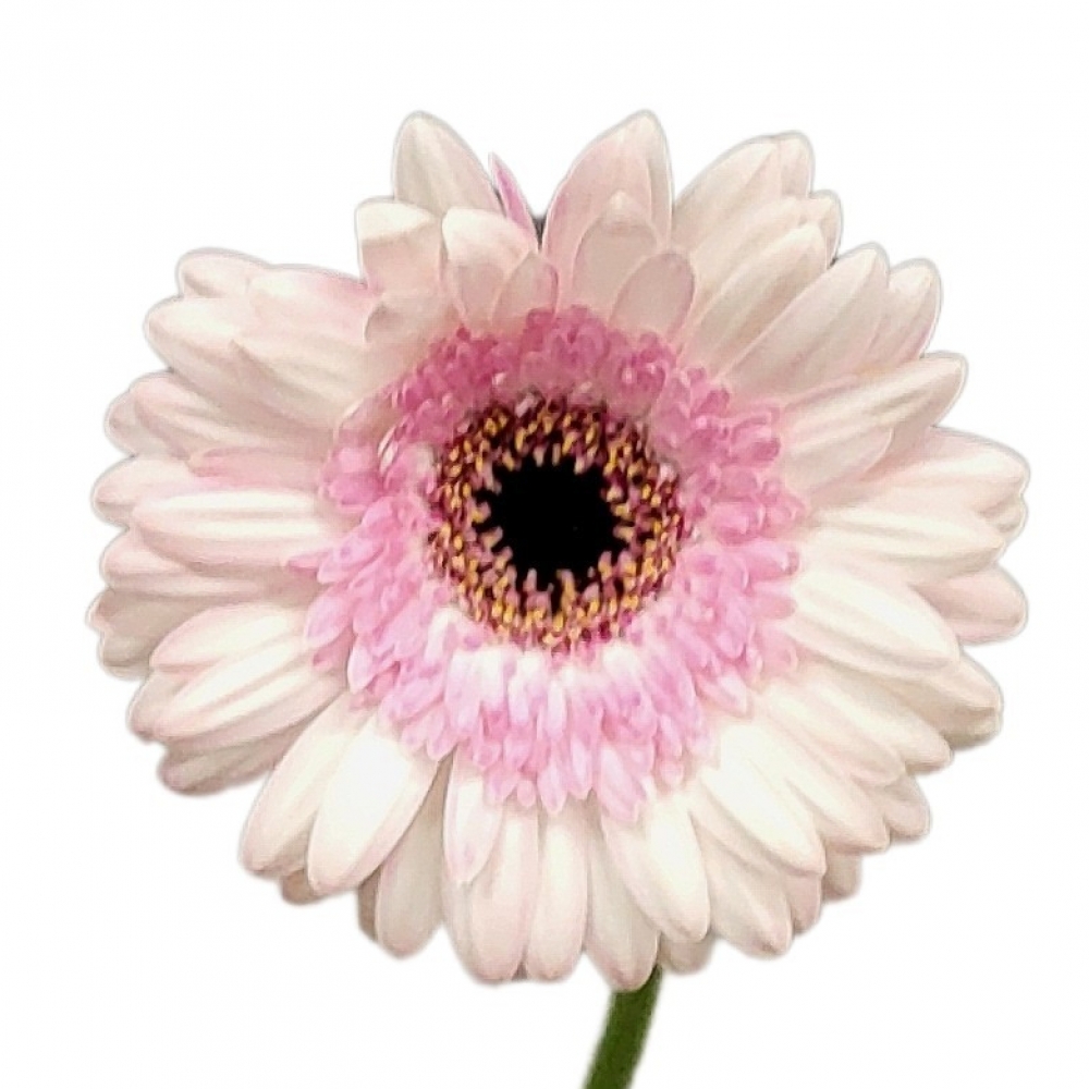 Gerbera mini MALDINI (WATER)