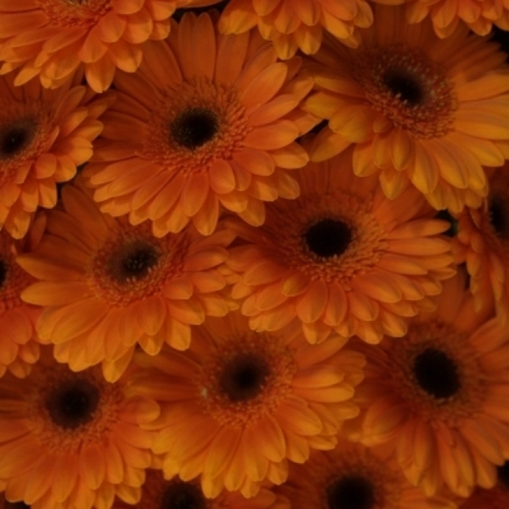 Gerbera mini SPIRIT (WATER)