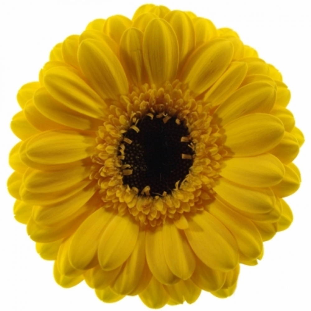Gerbera mini TWEETY (WATER)