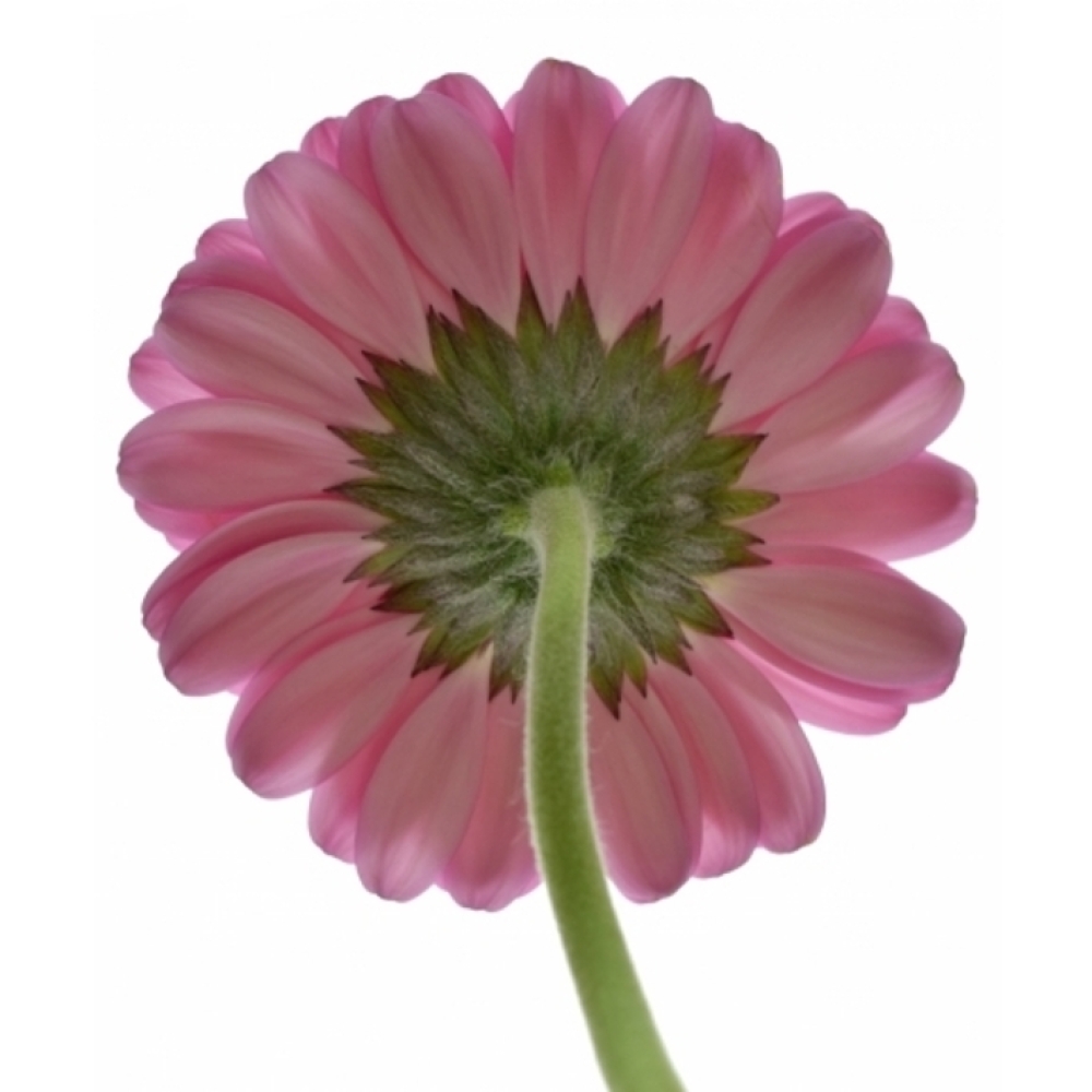 Gerbera mini VIRGIL+ (WATER)