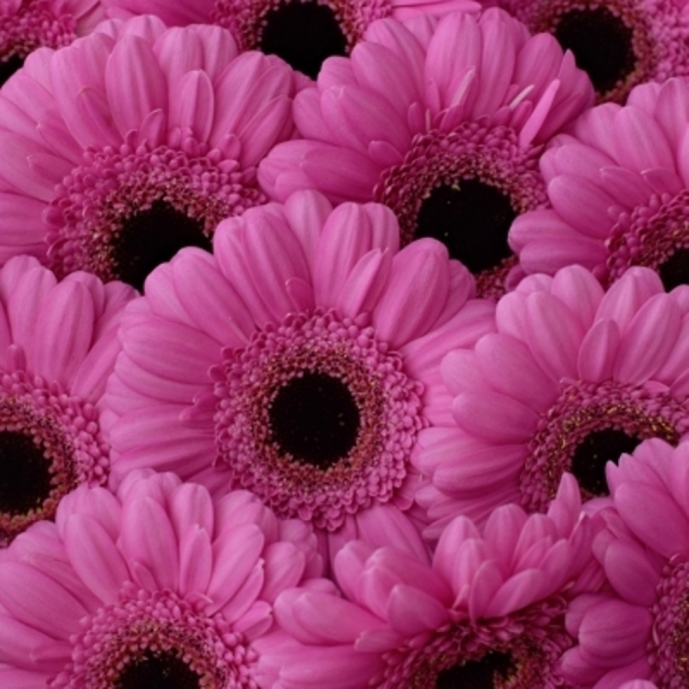 Gerbera mini VIRGIL+ (WATER)