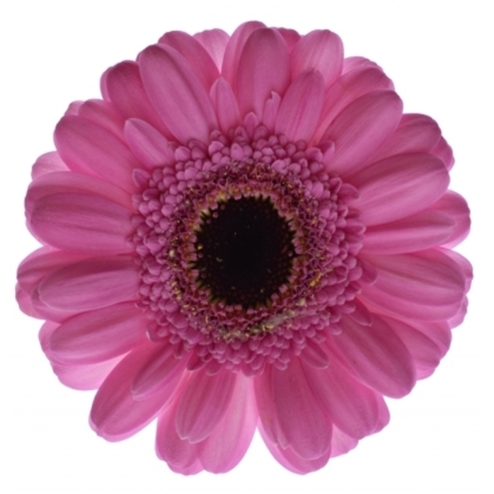 Gerbera mini VIRGIL+ (WATER)