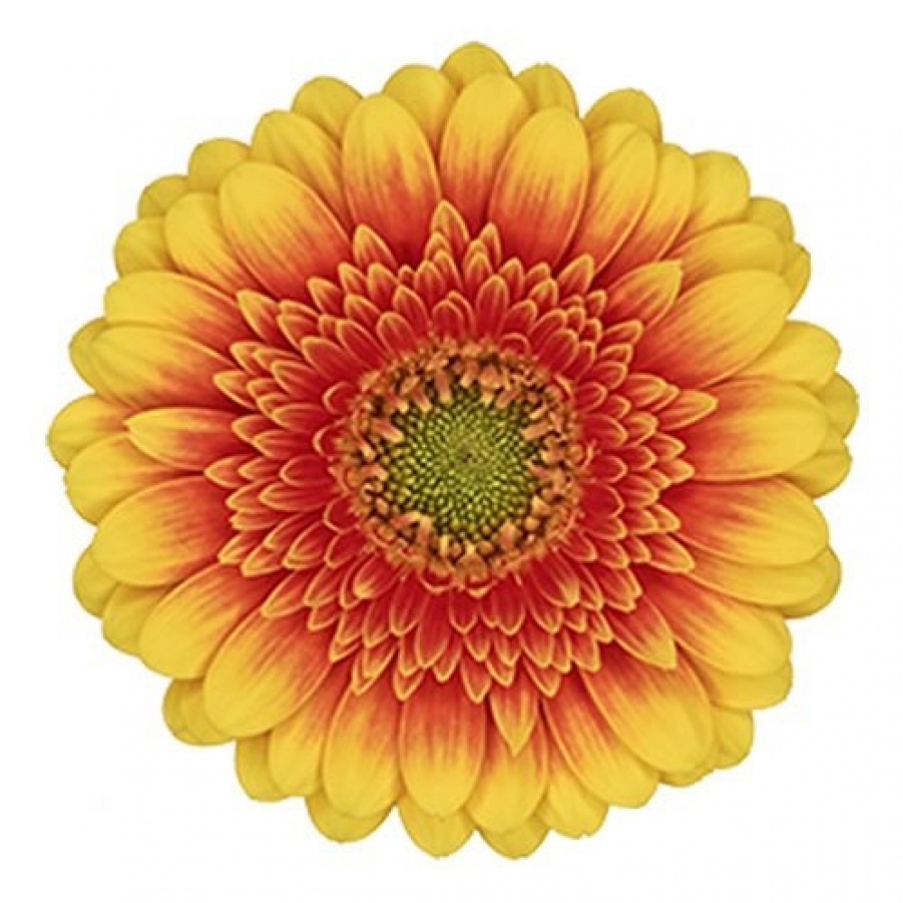 Gerbera mini ARIBA (WATER) – DOPRAVA ZDARMA