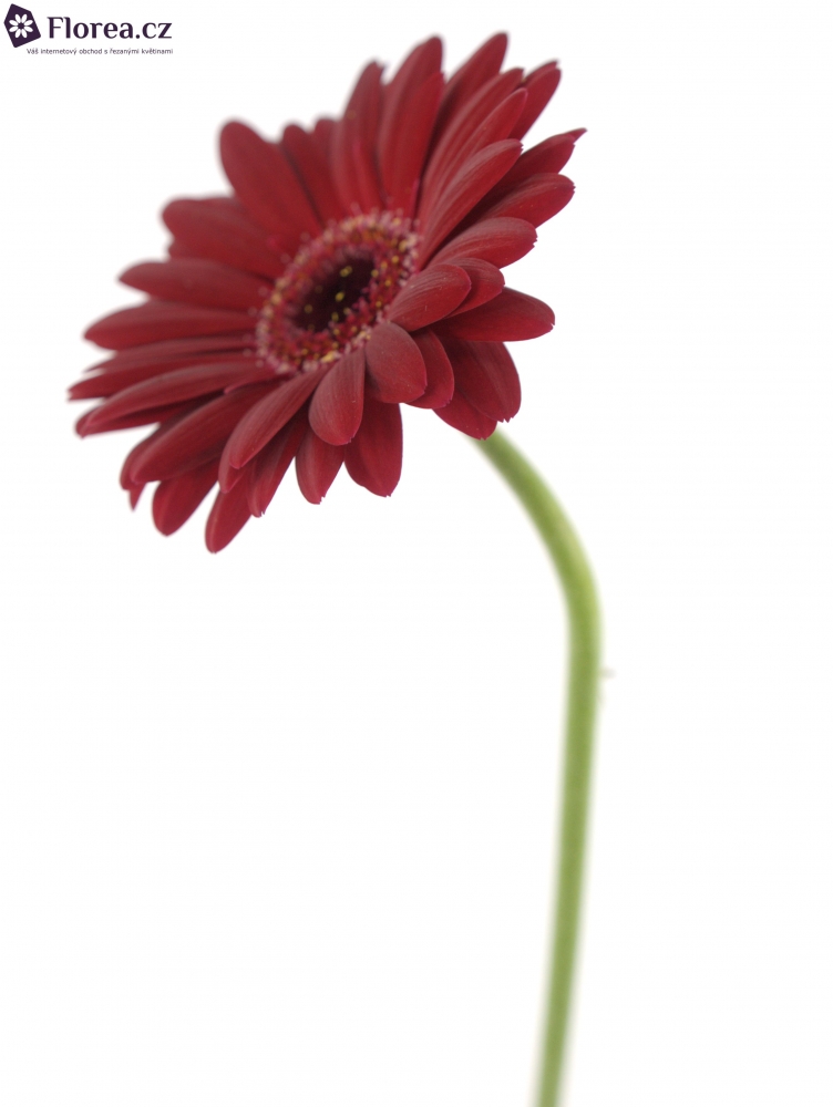 Gerbera mini BLACK TIE (WATER)