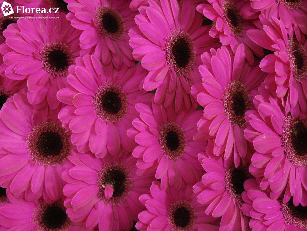 Gerbera mini CAPRICE