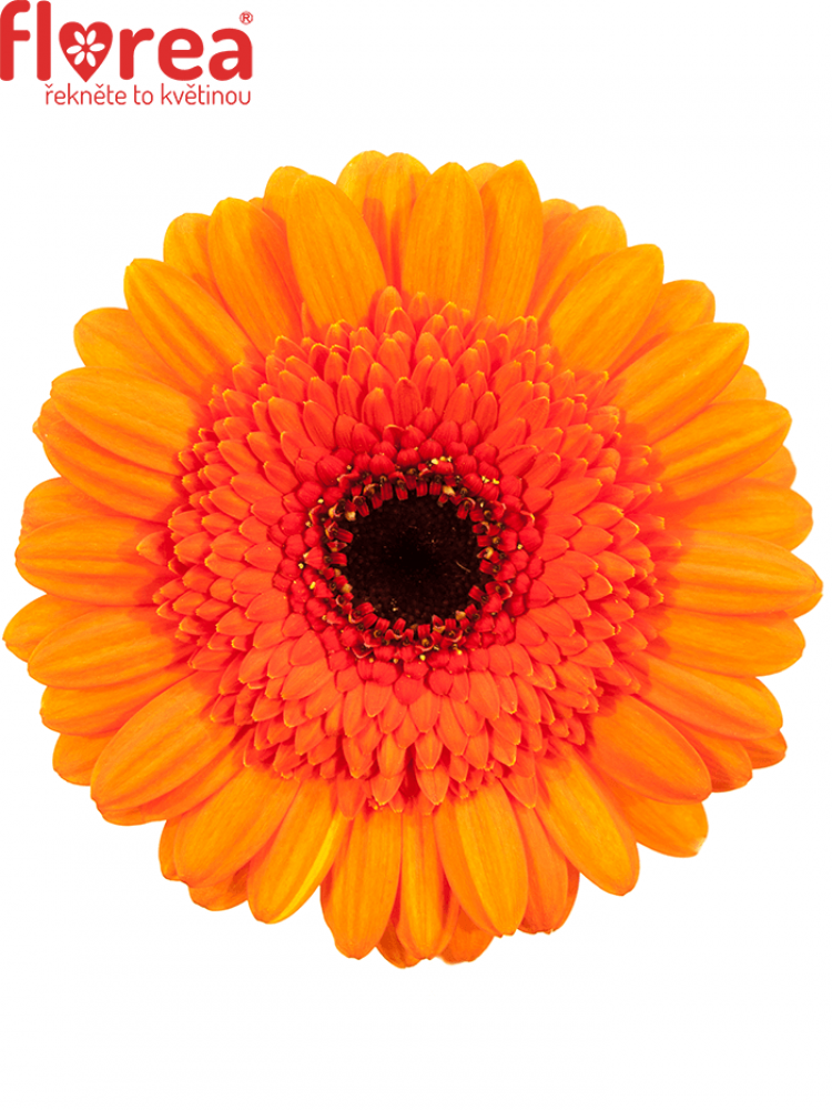Gerbera mini CARAMBA (WATER)