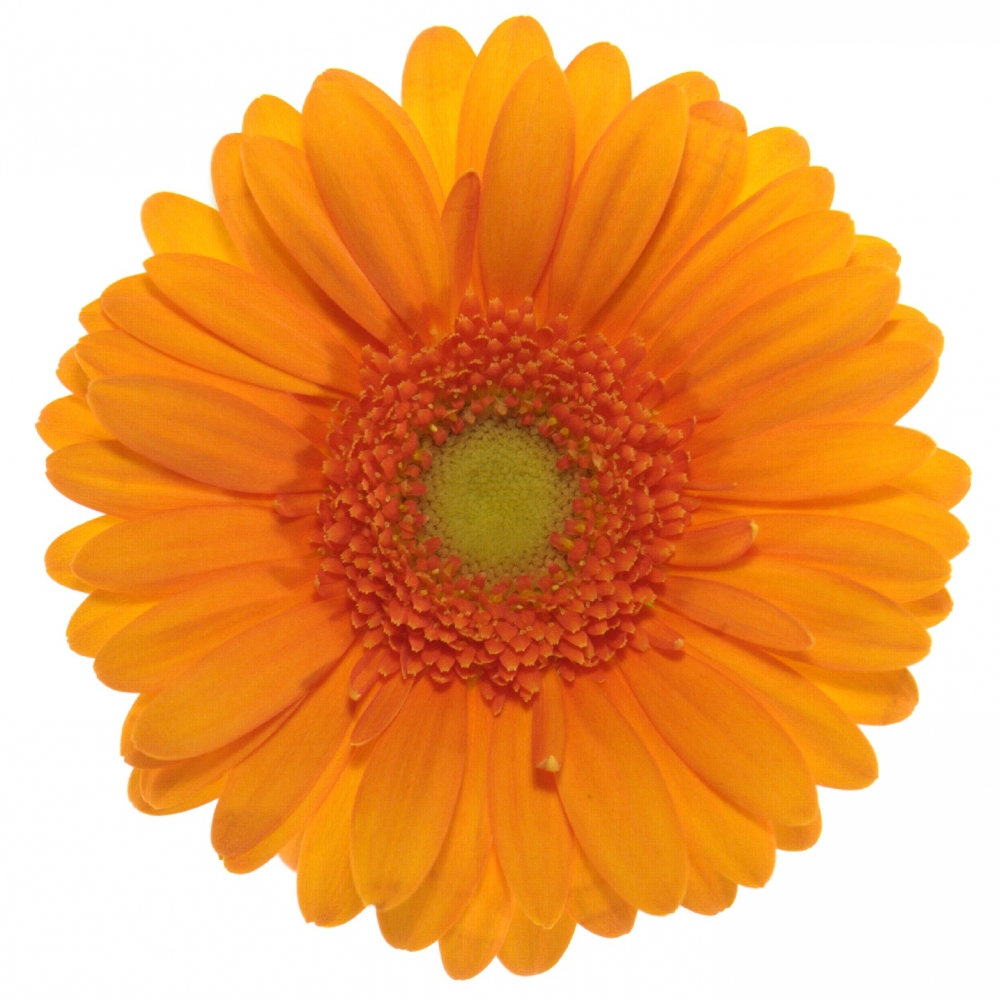 Gerbera mini DAMAIN