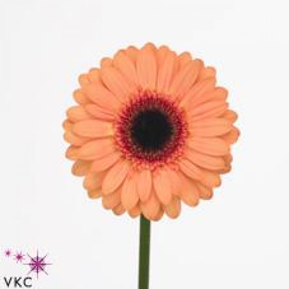 Gerbera mini DUSTY