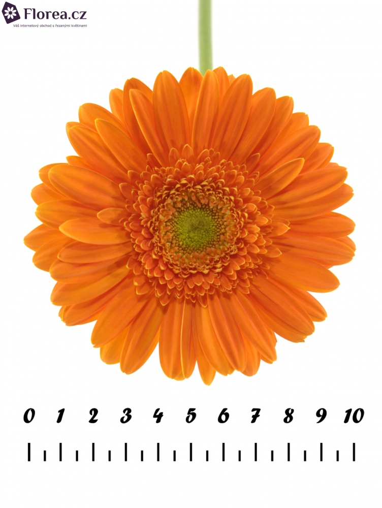 Gerbera mini GARFIELD