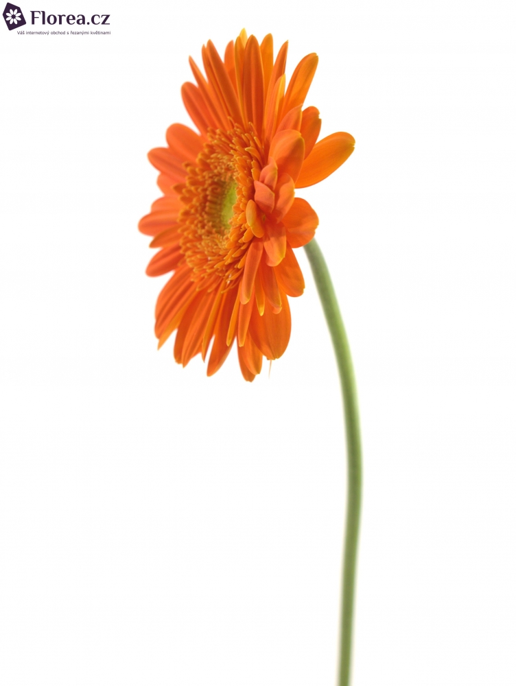 Gerbera mini GARFIELD