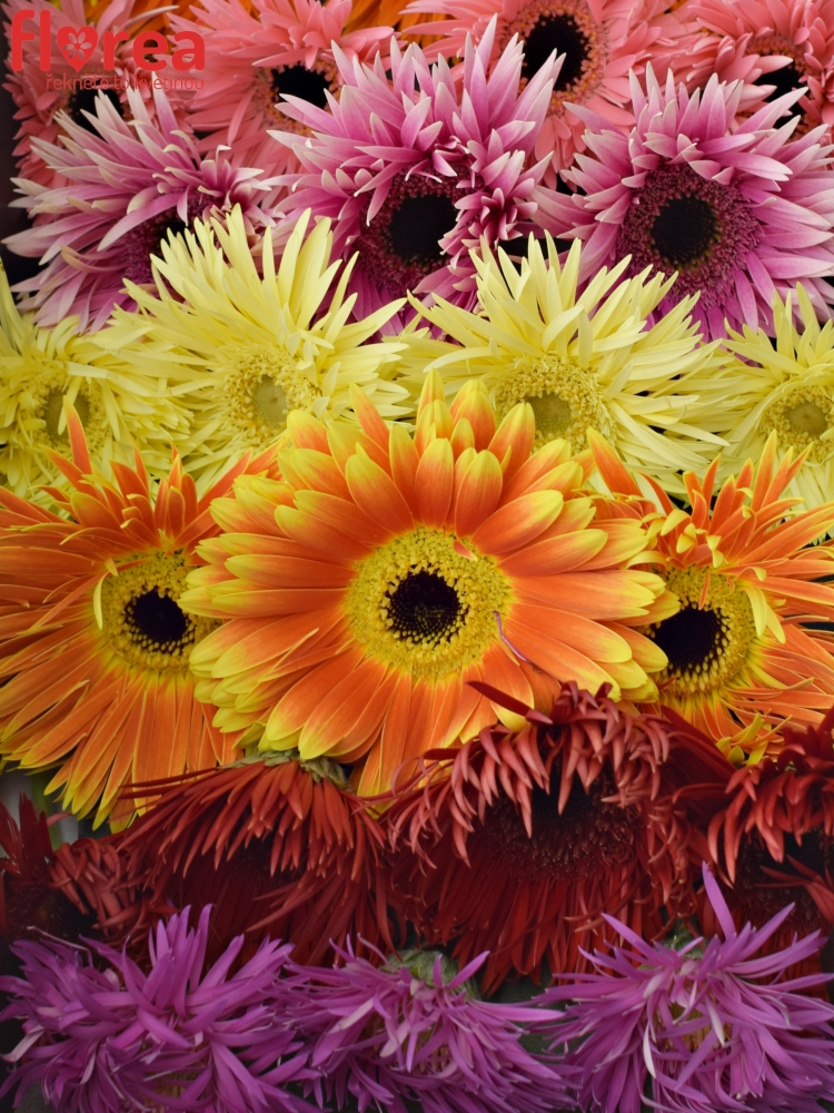 Gerbera mini GERSPIDER MIX