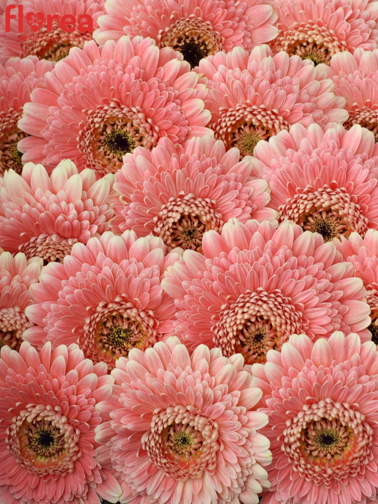 Gerbera mini GERPONI ROCKSTAR