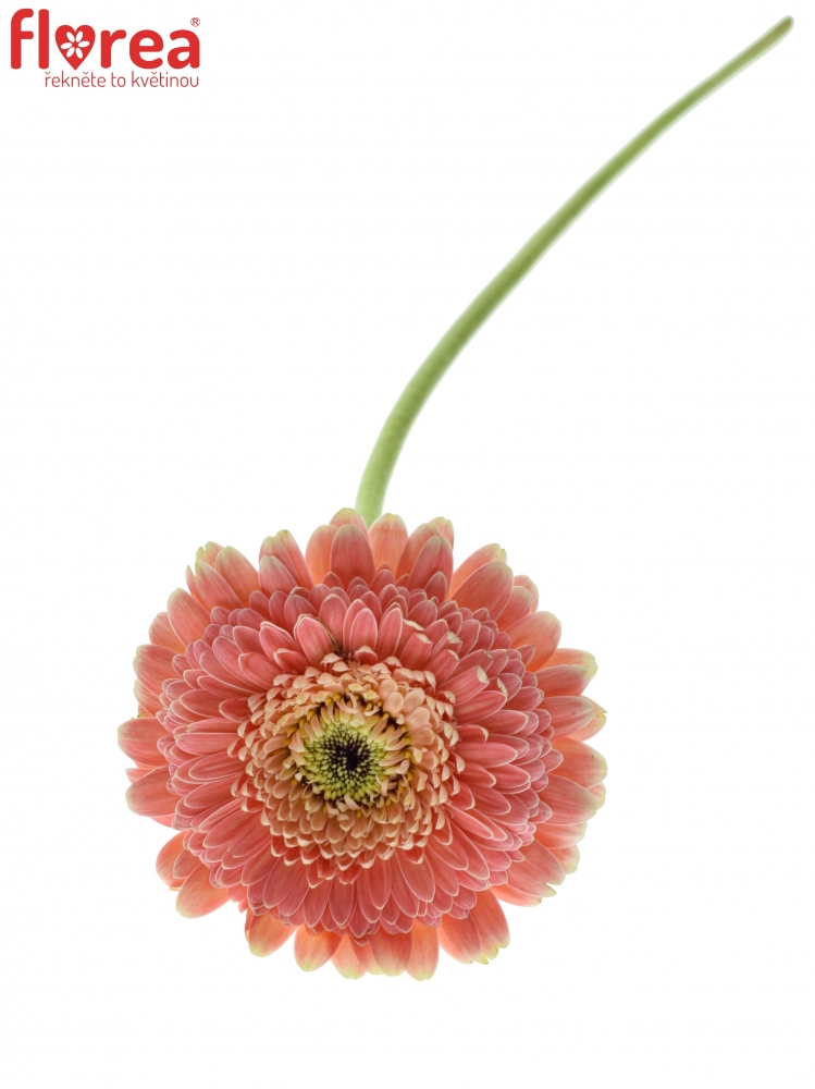 Gerbera mini GERPONI ROCKSTAR