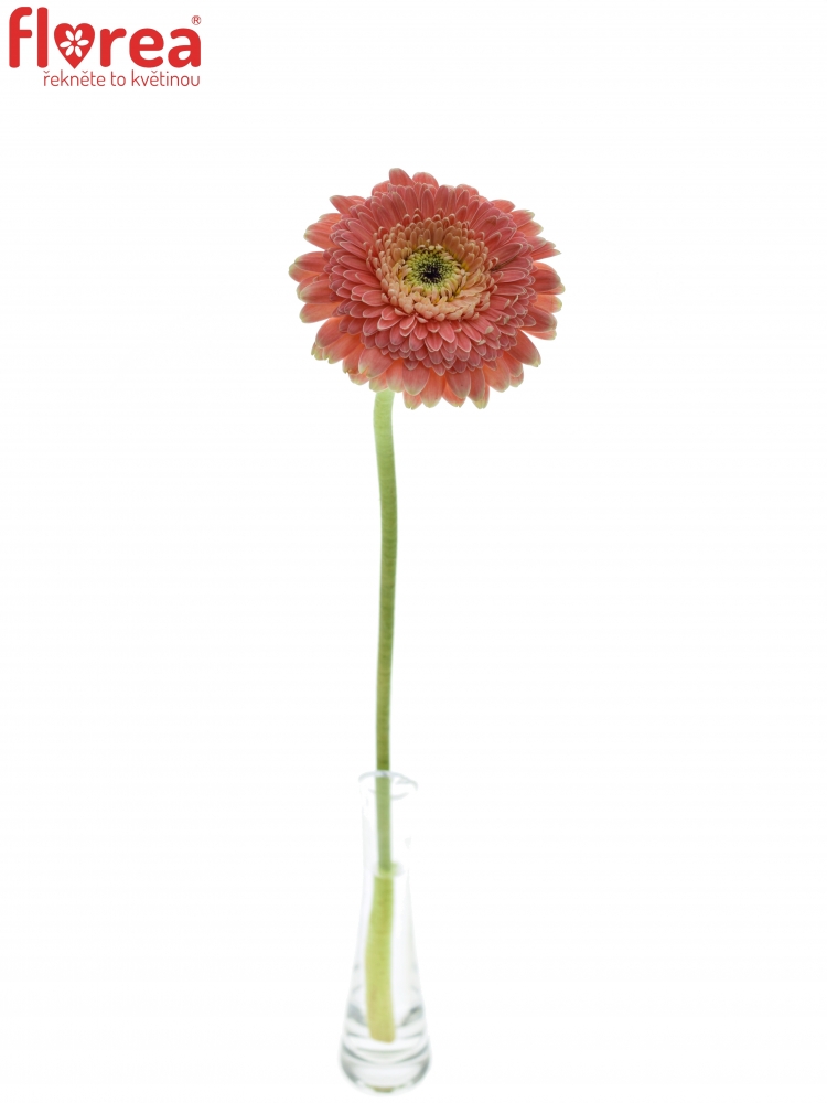 Gerbera mini GERPONI ROCKSTAR