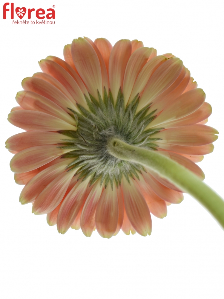 Gerbera mini GERPONI ROCKSTAR