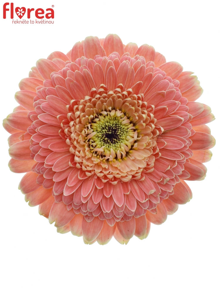 Gerbera mini GERPONI ROCKSTAR