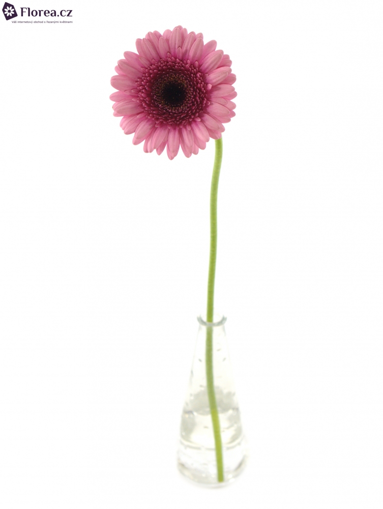 Gerbera mini ISABELLE (WATER)